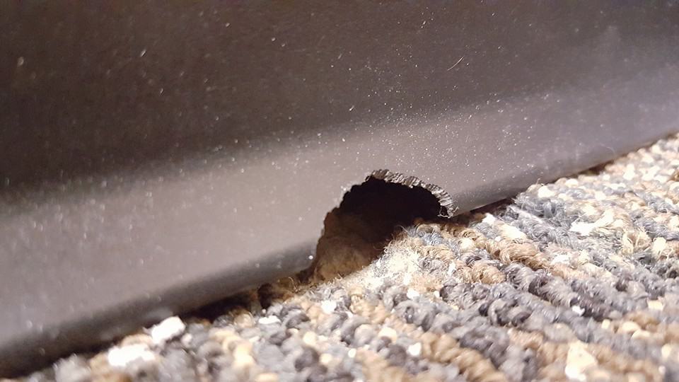 Holes: How pests get in your home - Phoenix Pest Control