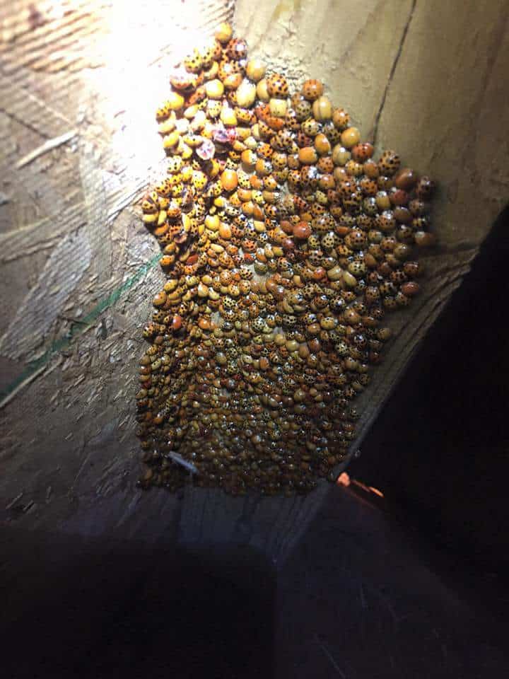 Ladybugs, boxelders, kudzu bugs, and stink bugs Hiding In My walls ...